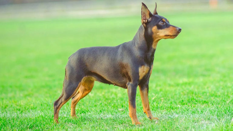 Miniature Pinscher Breed Information | Our Deer