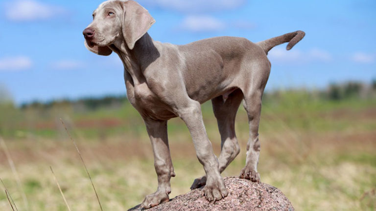Weimaraner : 10 Most Common Questions | Our Deer