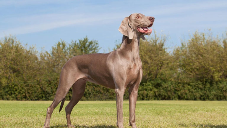 Weimaraner Breed Information | Our Deer