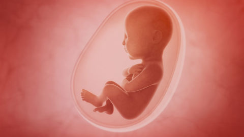 How A Baby Develops In The Womb | Our Deer