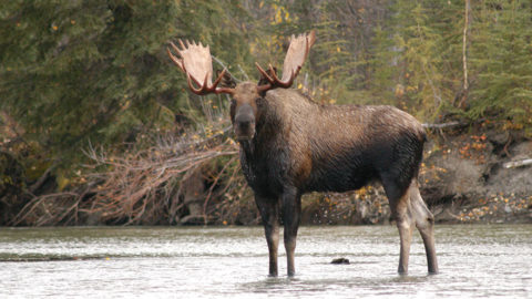The Best Places To See Moose In North Conway, New Hampshire | Our Deer