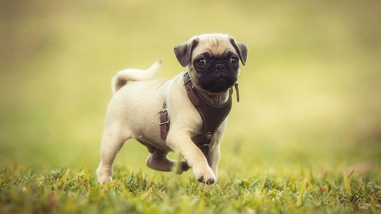 How To Care For Your Pug | Our Deer