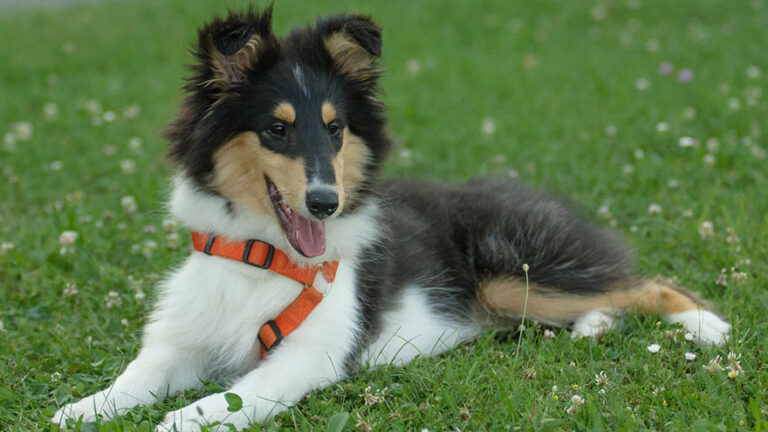 What Is The Small Collie Dog Breed? | Our Deer